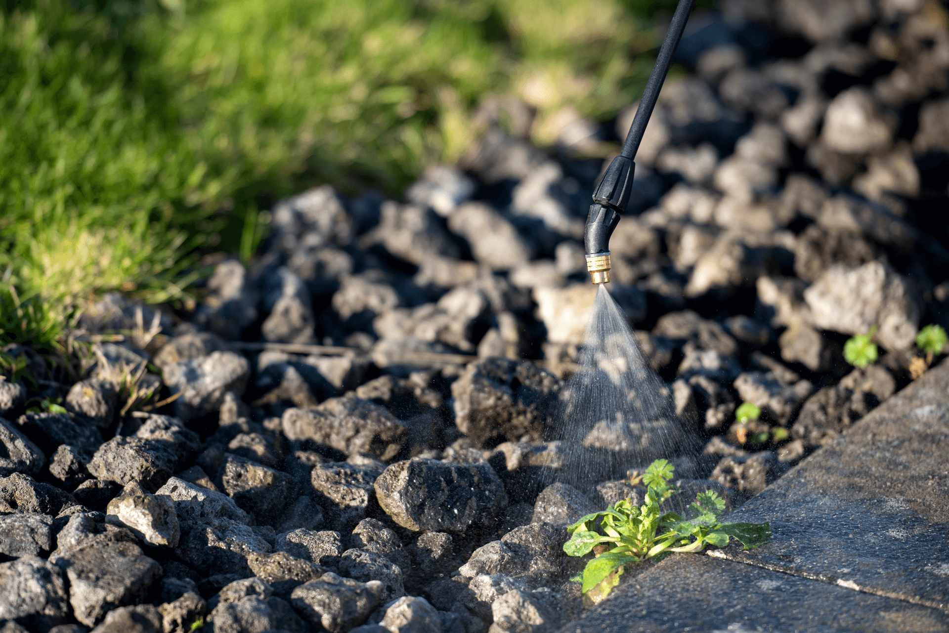 Invasive Weed Management & Control | Countrywide