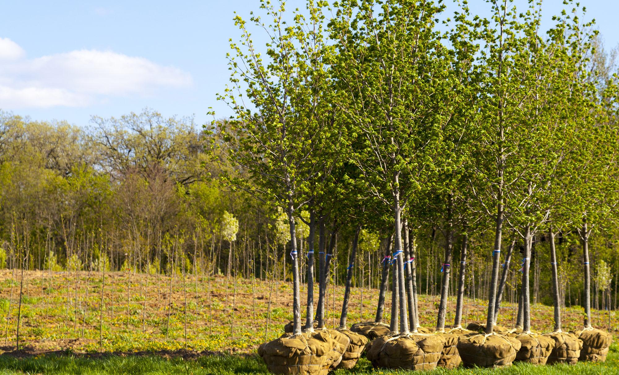 Tree Planting and Moving UK | Coutrywide Grounds Maintenance