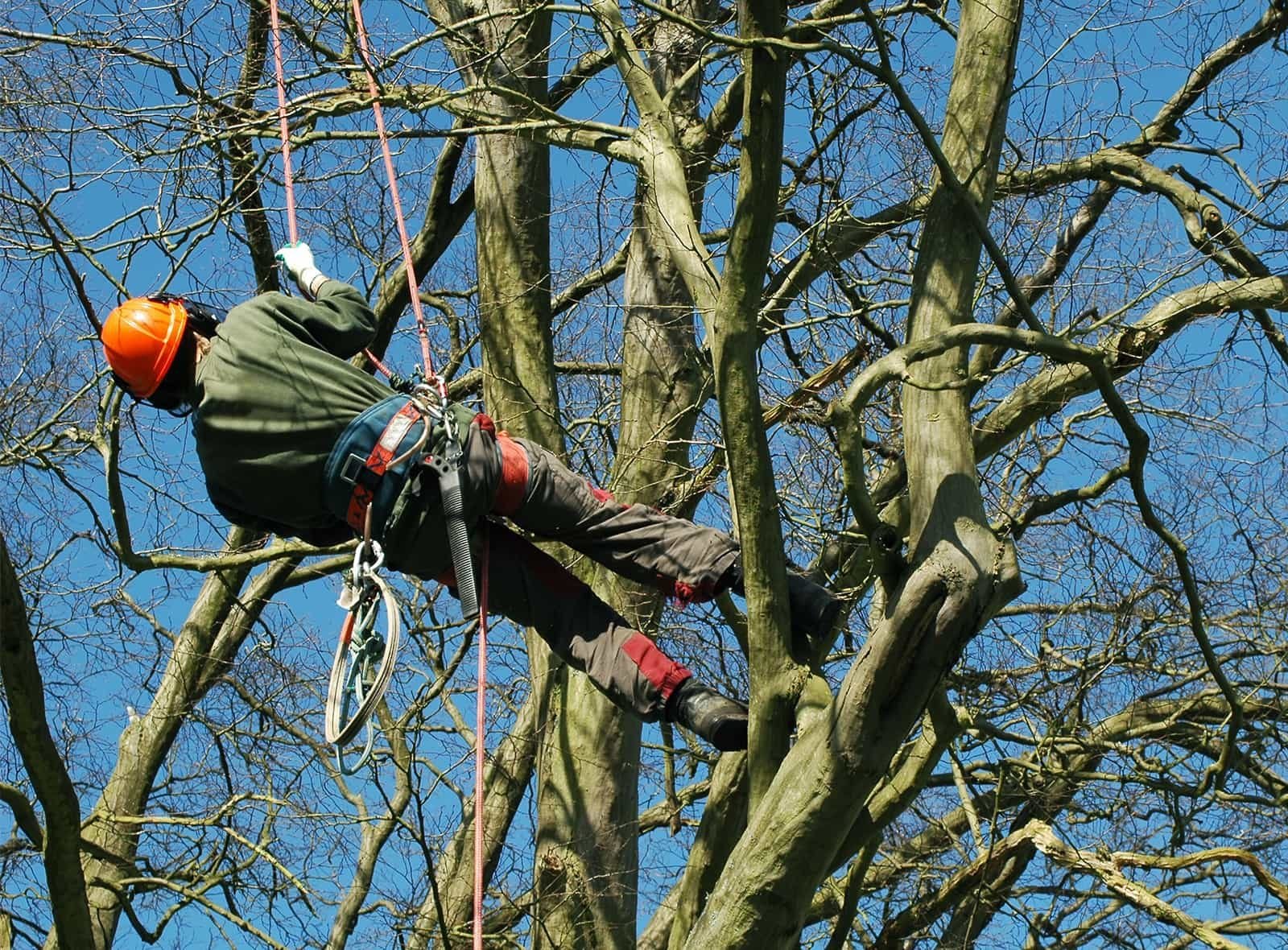 Commercial Tree Services | Countrywide Grounds Maintenance